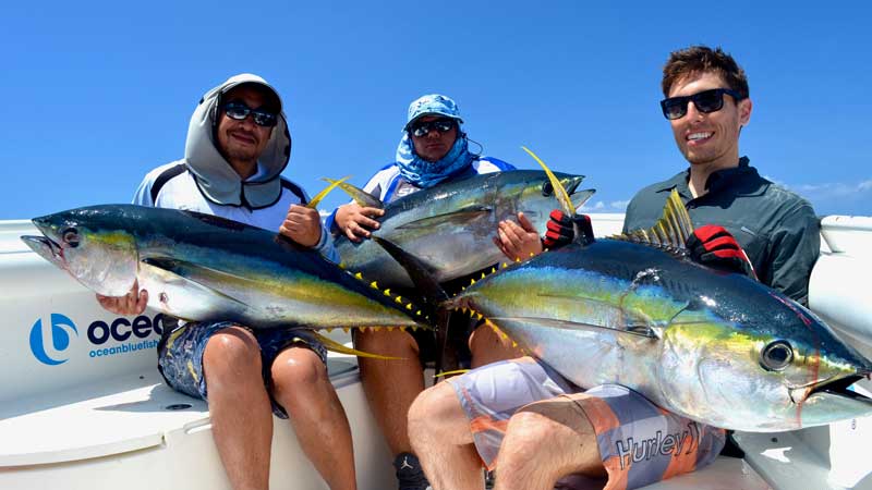 Facts About Yellowfin Tuna | Ocean Blue Fishing