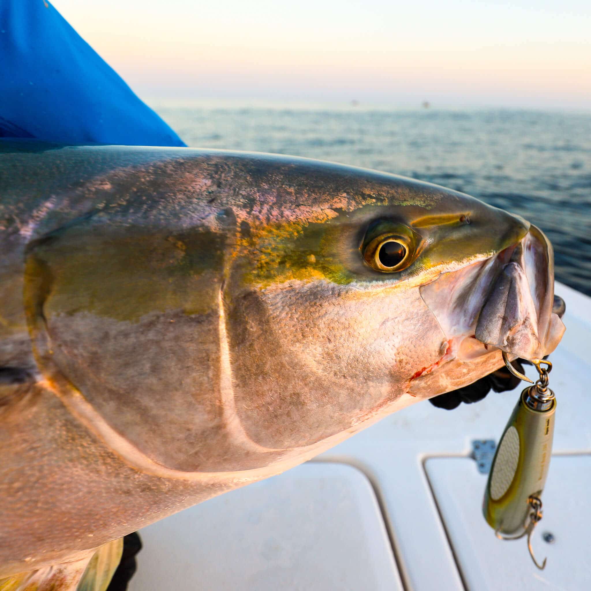 Fishing Fundamentals | Targeting New Species | Ocean Blue Fishing