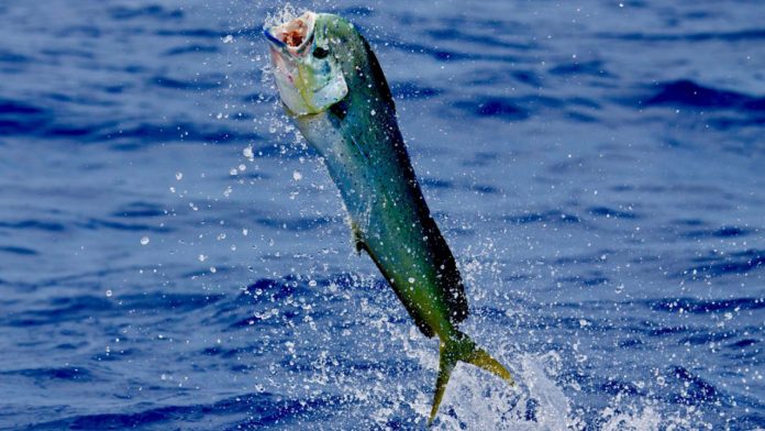 How to Catch, Clean, and Cook Fish Piccata With Mahi Mahi
