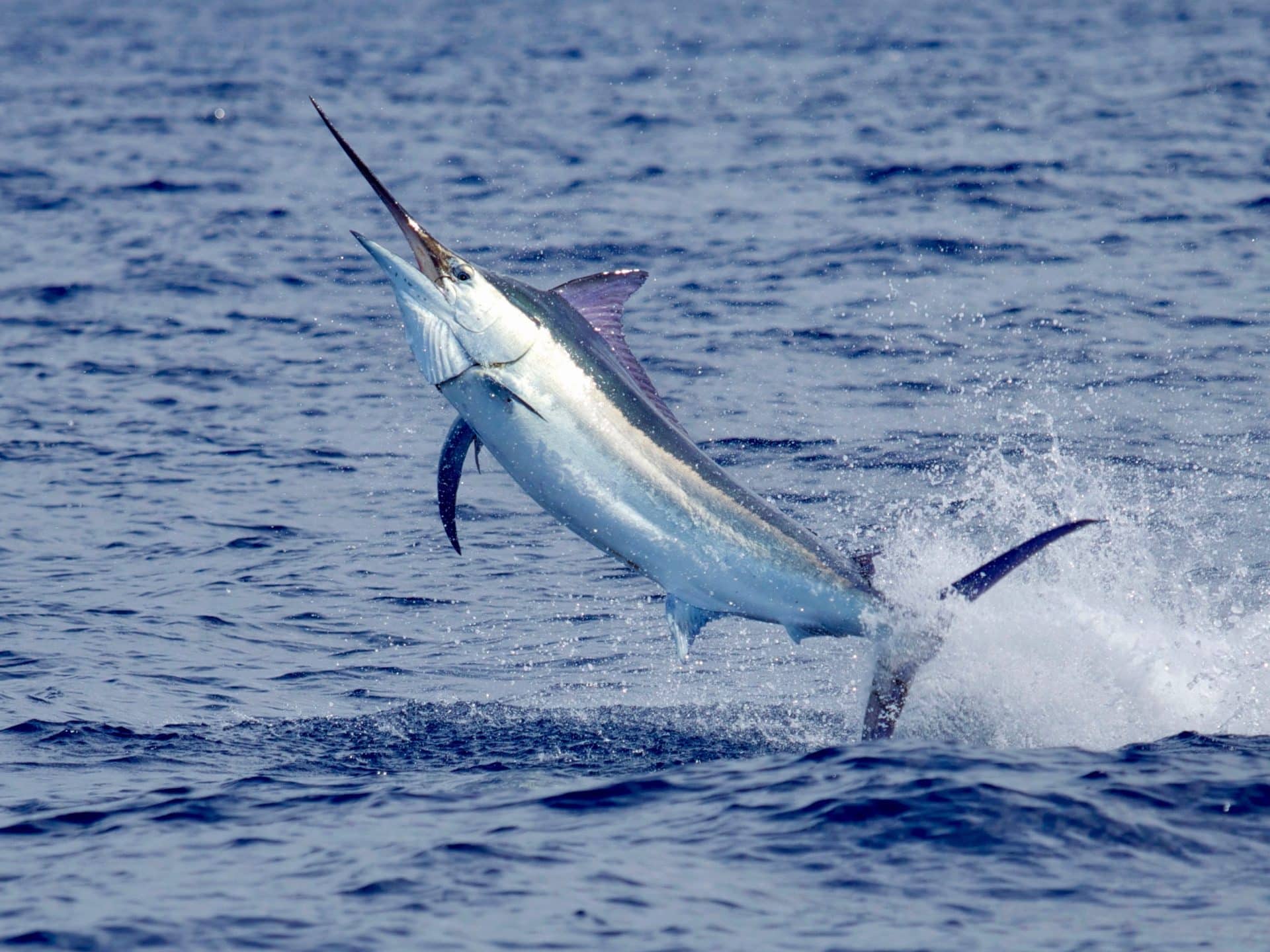 Fishing Photography Tips: Capture the Perfect Shot
